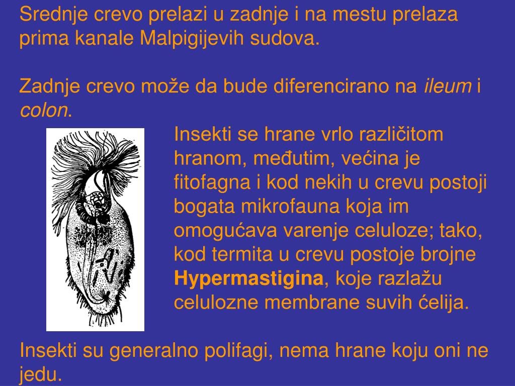 PPT - Anatomija insekata Unutrašnja gra đ a tela insekata skoro da ima ...