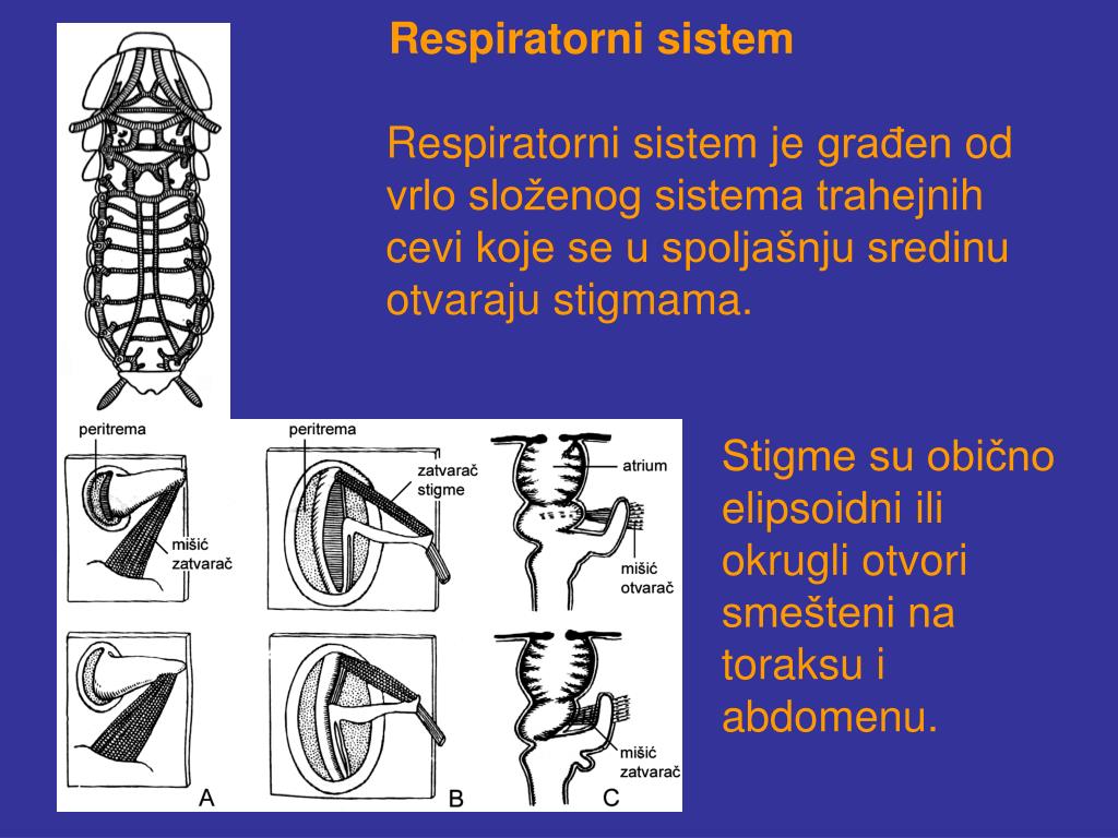 PPT - Anatomija insekata Unutrašnja gra đ a tela insekata skoro da ima ...