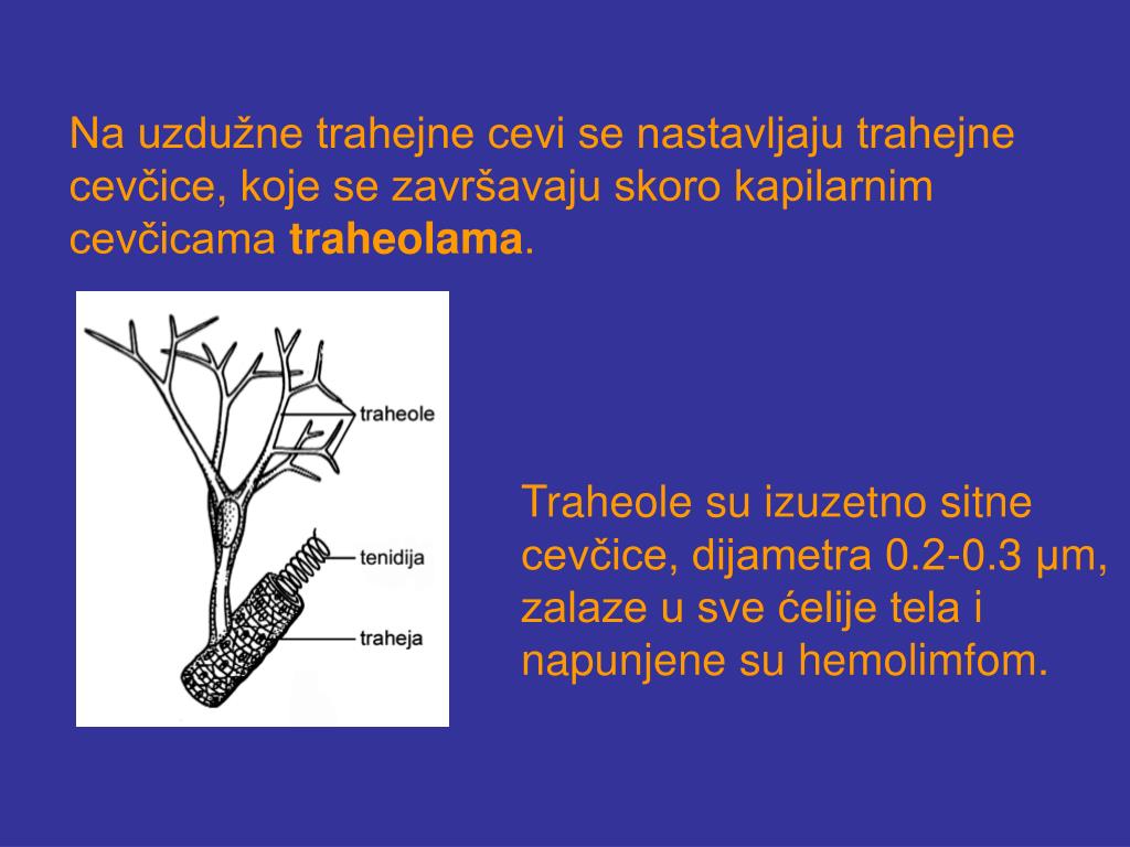 PPT - Anatomija insekata Unutrašnja gra đ a tela insekata skoro da ima ...