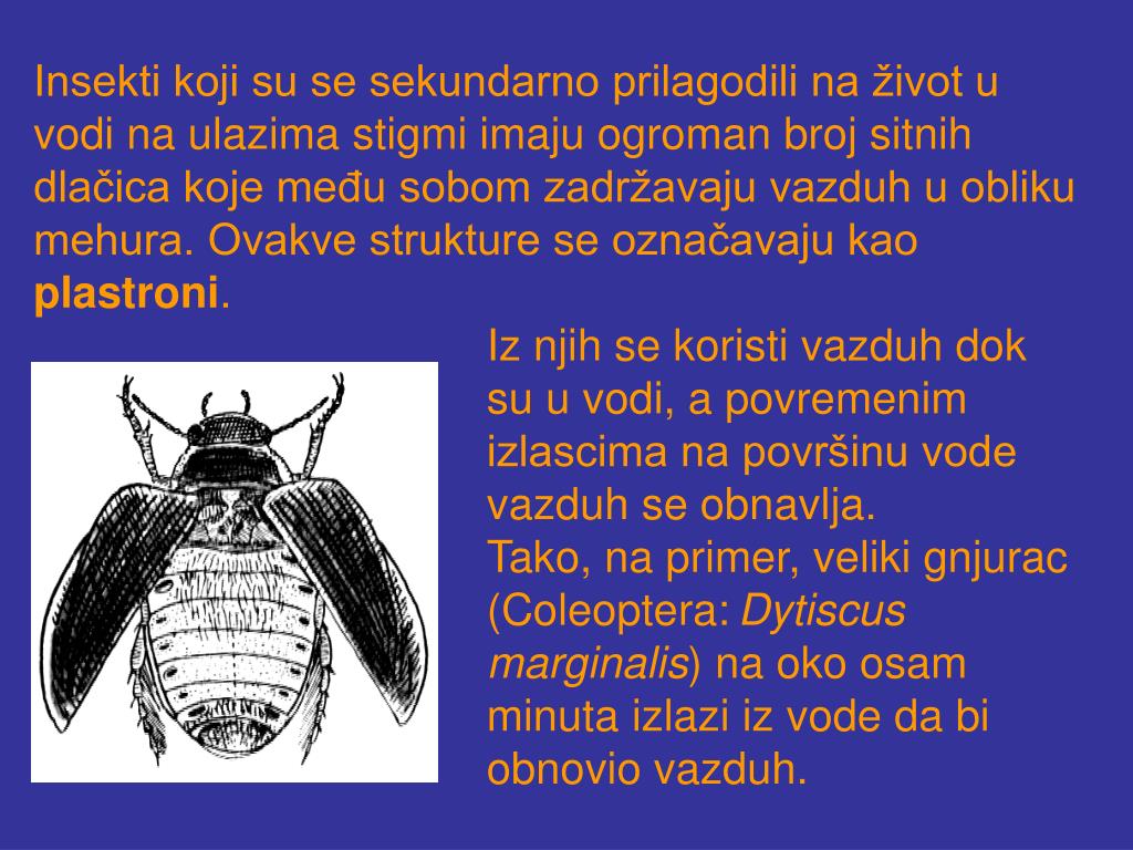 PPT - Anatomija insekata Unutrašnja gra đ a tela insekata skoro da ima ...