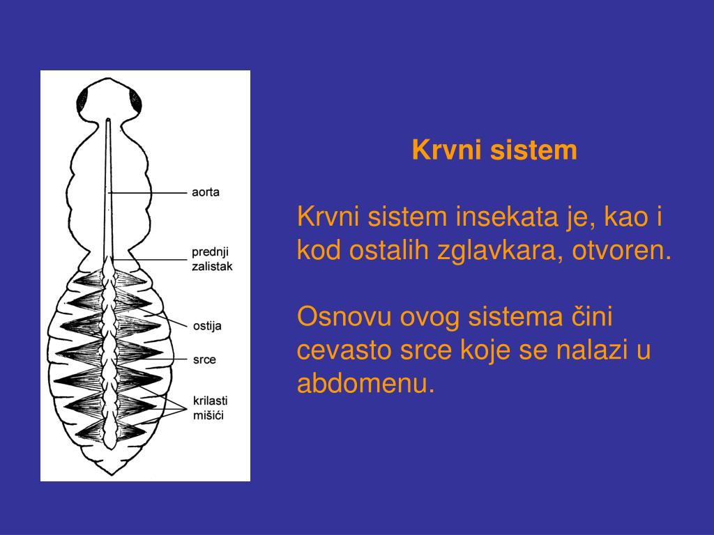 PPT - Anatomija insekata Unutrašnja gra đ a tela insekata skoro da ima ...