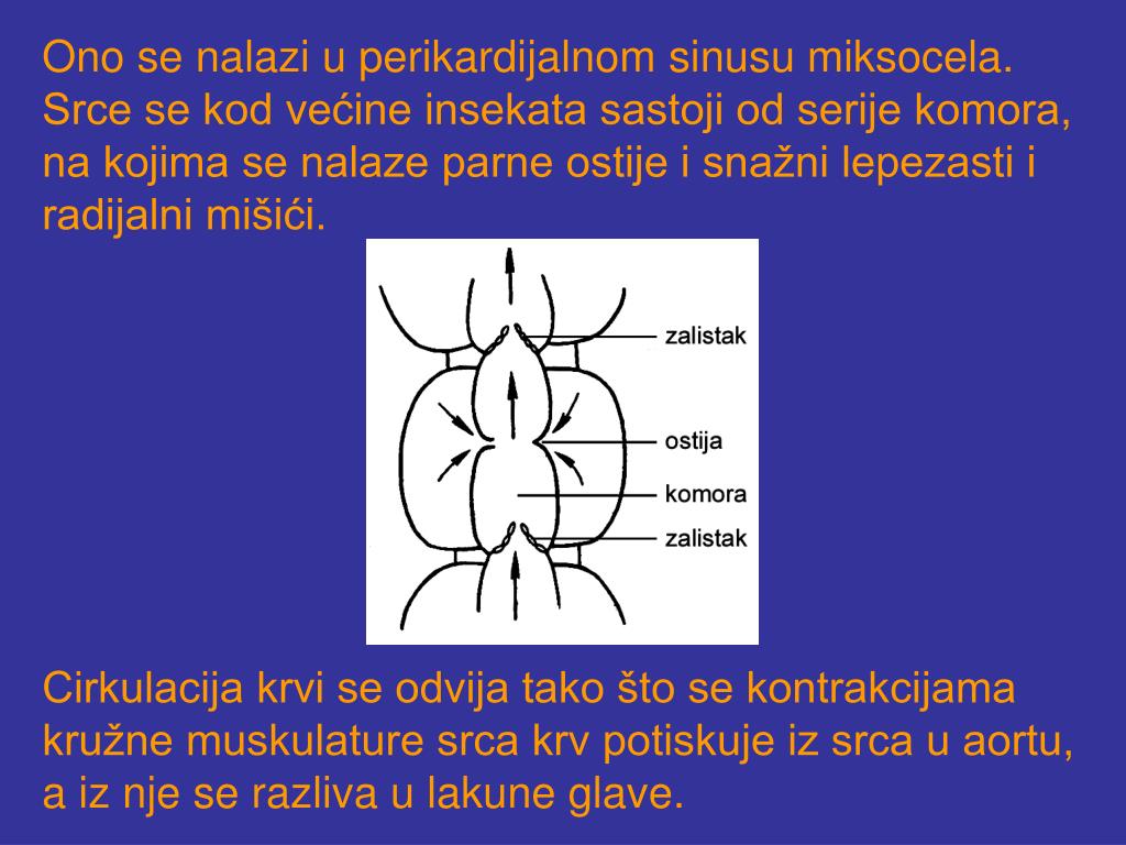 PPT - Anatomija insekata Unutrašnja gra đ a tela insekata skoro da ima ...