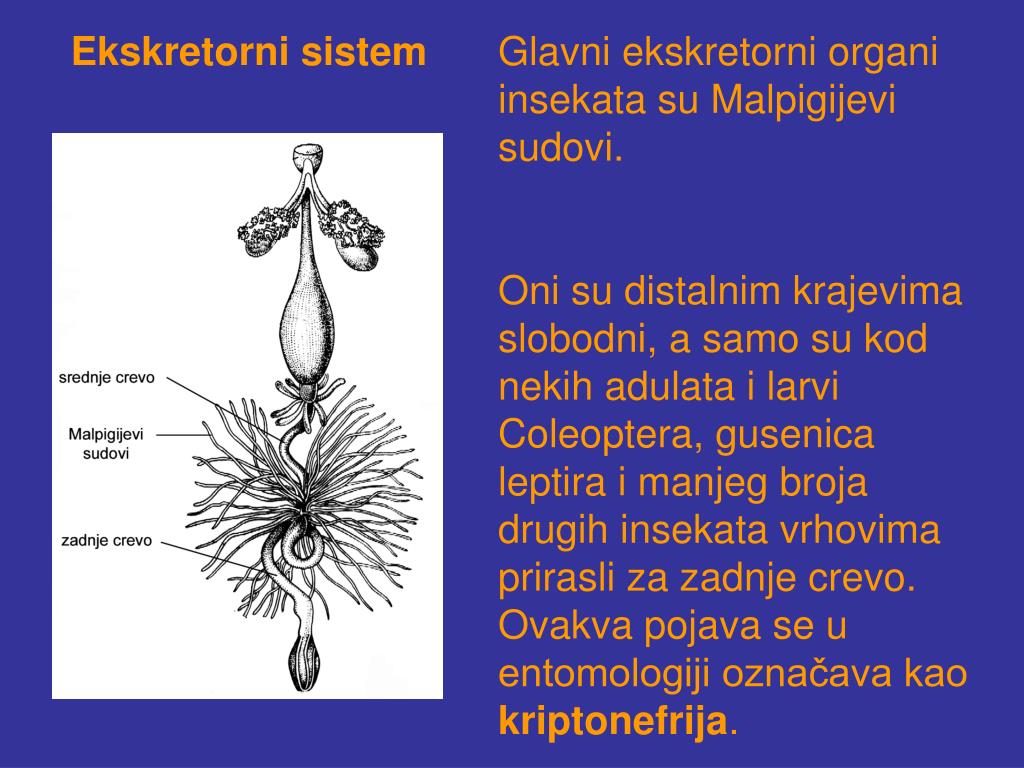 PPT - Anatomija insekata Unutrašnja gra đ a tela insekata skoro da ima ...