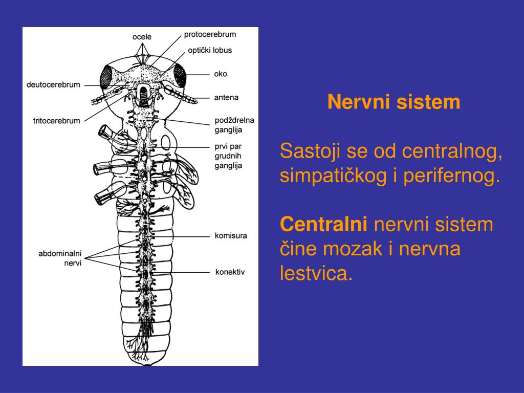 PPT - Anatomija insekata Unutrašnja gra đ a tela insekata skoro da ima ...