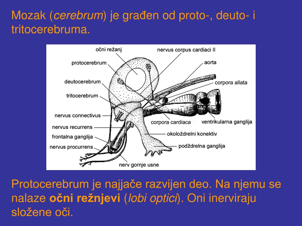 PPT - Anatomija insekata Unutrašnja gra đ a tela insekata skoro da ima ...