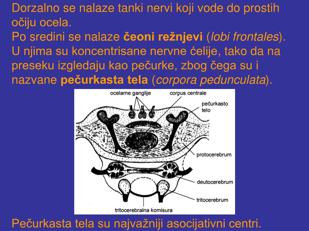 PPT - Anatomija insekata Unutrašnja gra đ a tela insekata skoro da ima ...