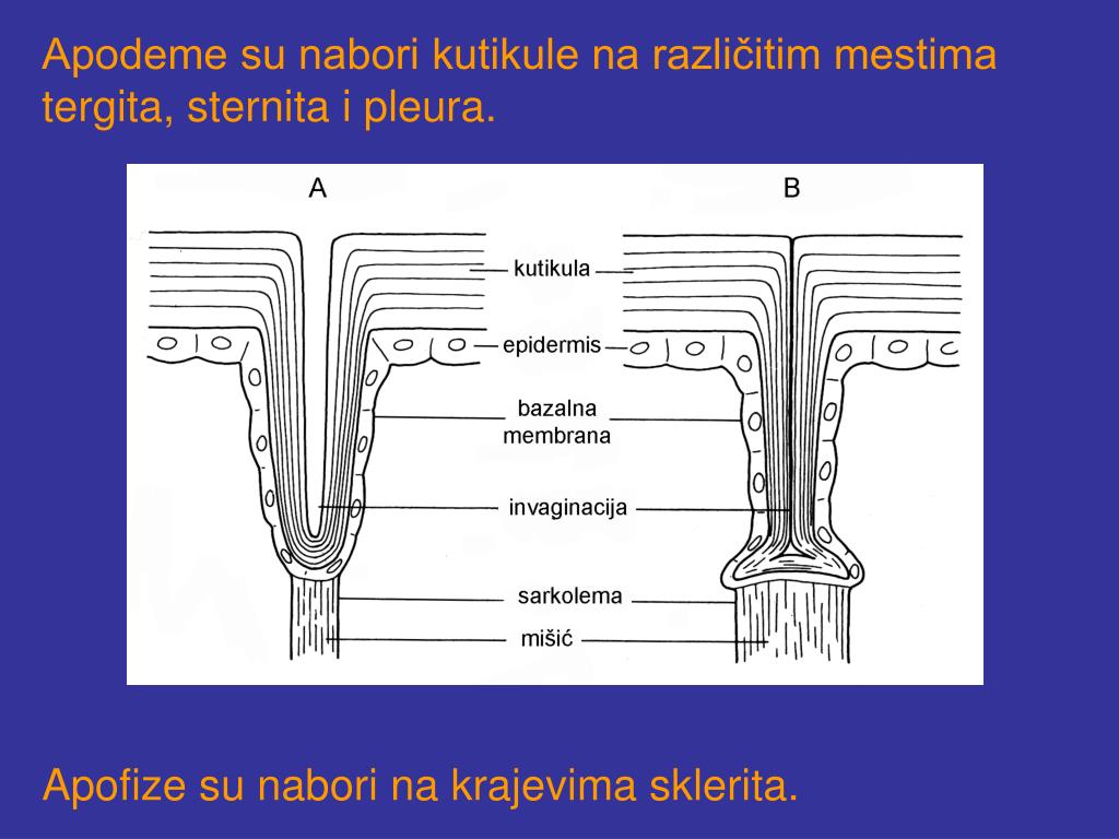 PPT - Anatomija insekata Unutrašnja gra đ a tela insekata skoro da ima ...