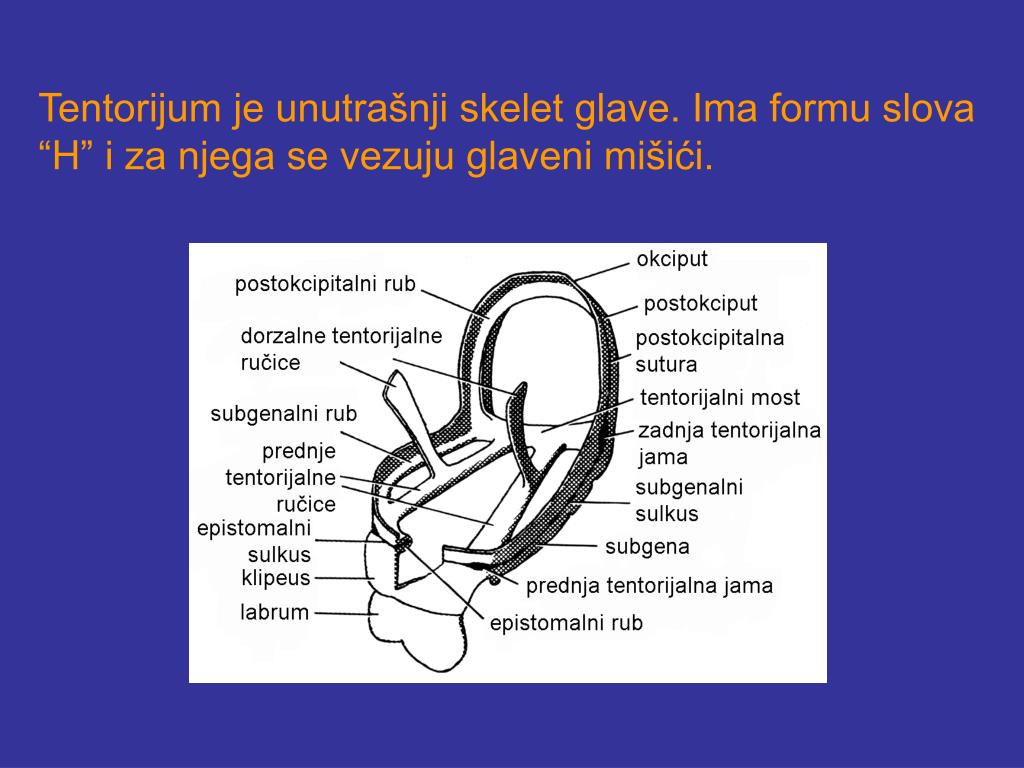 PPT - Anatomija insekata Unutrašnja gra đ a tela insekata skoro da ima ...