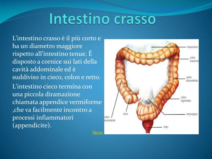 PPT - L’apparato digerente PowerPoint Presentation - ID:4640416