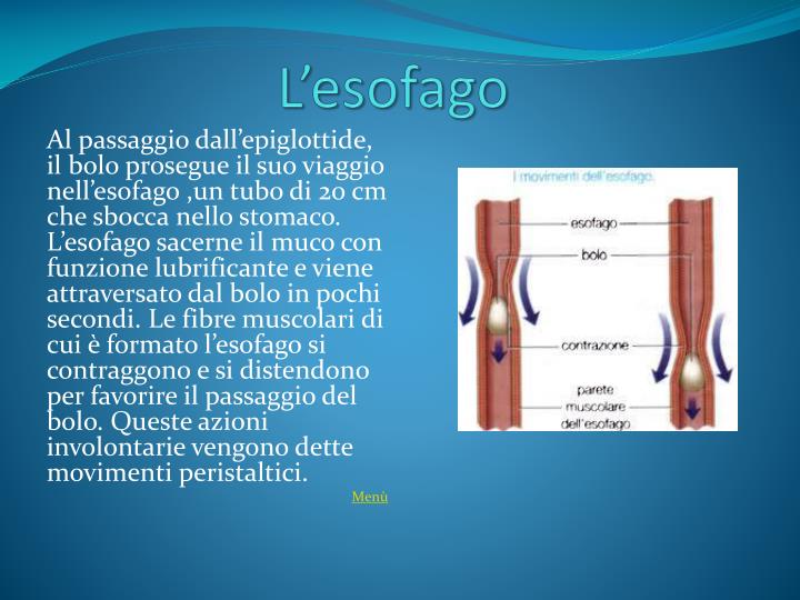 PPT - L’apparato digerente PowerPoint Presentation - ID:4640416