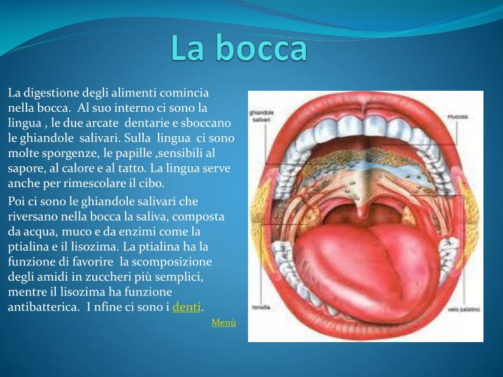 PPT - L’apparato digerente PowerPoint Presentation - ID:4640416