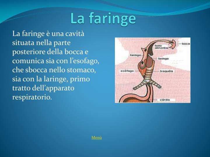 PPT - L’apparato digerente PowerPoint Presentation - ID:4640416