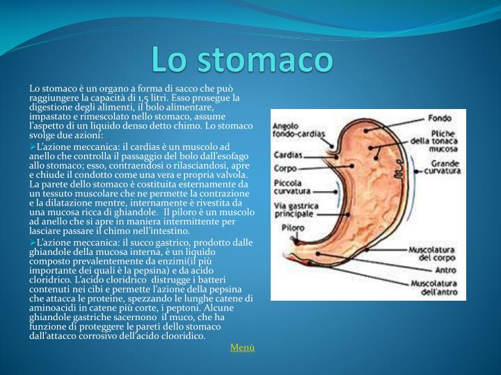 PPT - L’apparato digerente PowerPoint Presentation - ID:4640416