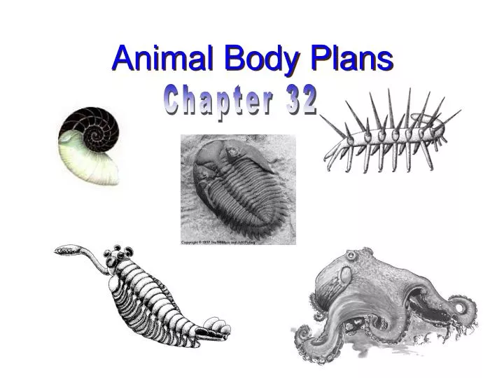 PPT - Animal Body Plans PowerPoint Presentation, free download - ID:4640430