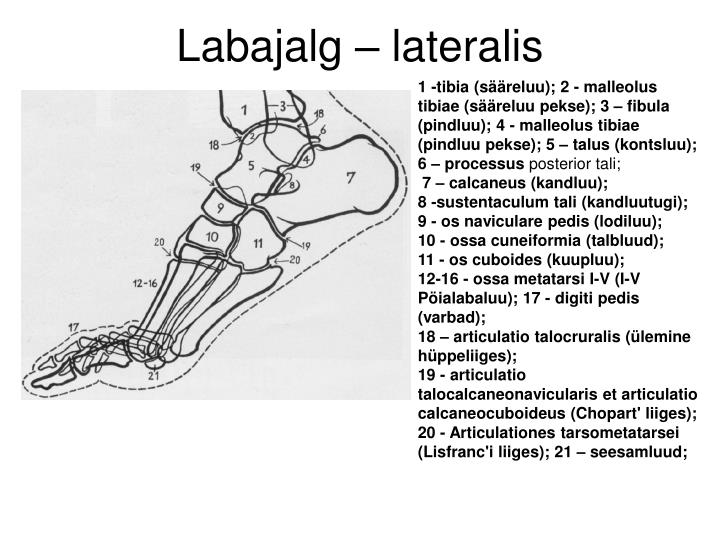 PPT - Labajalg – presentatsioon 2010 PowerPoint Presentation - ID:4640554