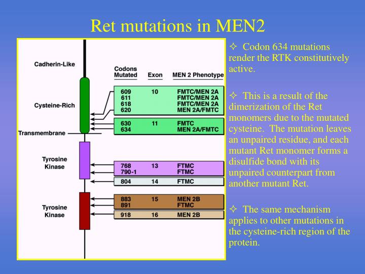 PPT - Ret tyrosine kinase and multiple endocrine neoplasia type 2 (MEN2 ...