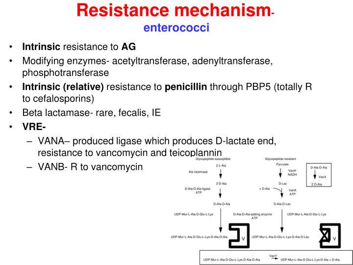 PPT - Antibiotics PowerPoint Presentation - ID:4641677