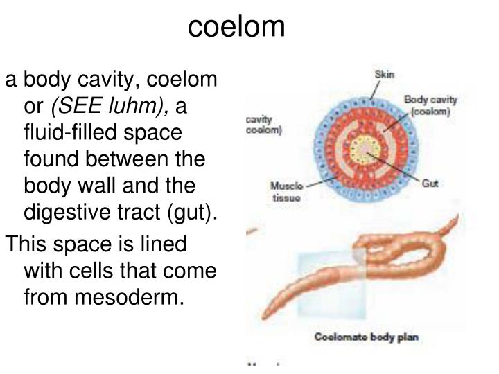 PPT - INVERTEBRATES About 97 percent of all animals are invertebrates ...