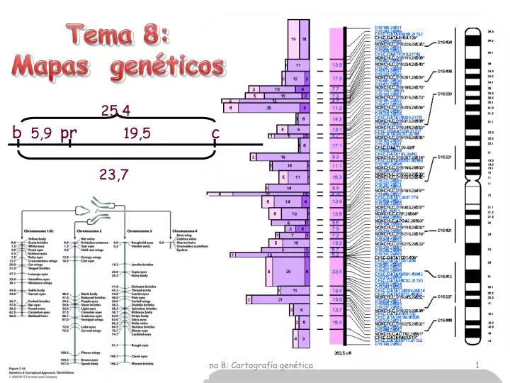 PPT - Tema 8: Mapas genéticos PowerPoint Presentation, free download ...