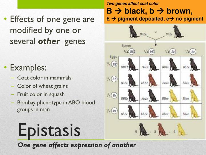 PPT - Non-Mendelian Genetics PowerPoint Presentation - ID:4643067