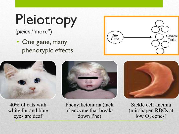 PPT - Non-Mendelian Genetics PowerPoint Presentation - ID:4643067