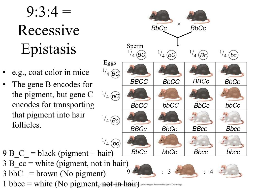 Ppt Bio 2970 Lab 1 Mendelian Genetics In Zea Mays Powerpoint
