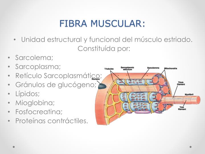 PPT - BIOQUÍMICA DE LA CONTRACCIÓN MUSCULAR PowerPoint Presentation ...