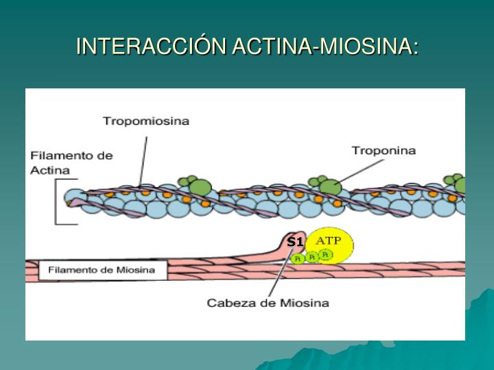 PPT - BIOQUÍMICA DE LA CONTRACCIÓN MUSCULAR PowerPoint Presentation ...