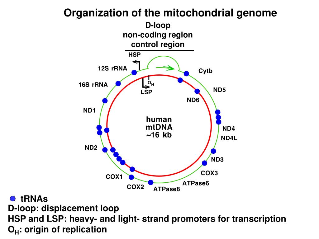 PPT - Mitochondrial DNA and Non-Mendelian Inheritance Carolyn K. Suzuki ...