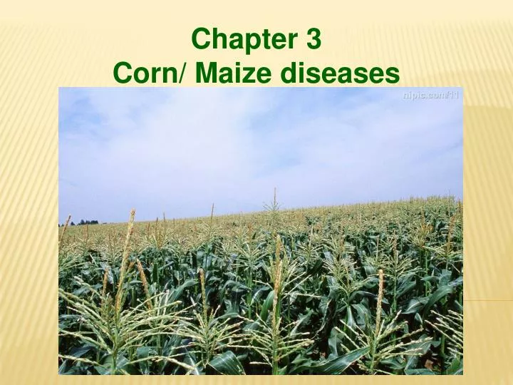 PPT - Chapter 3 Corn/ Maize diseases PowerPoint Presentation, free ...