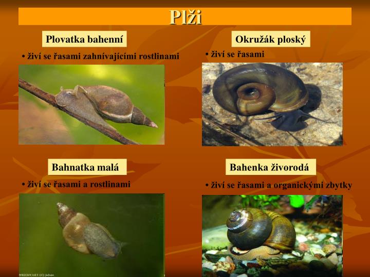 PPT - Třída:Plži PowerPoint Presentation - ID:4646698
