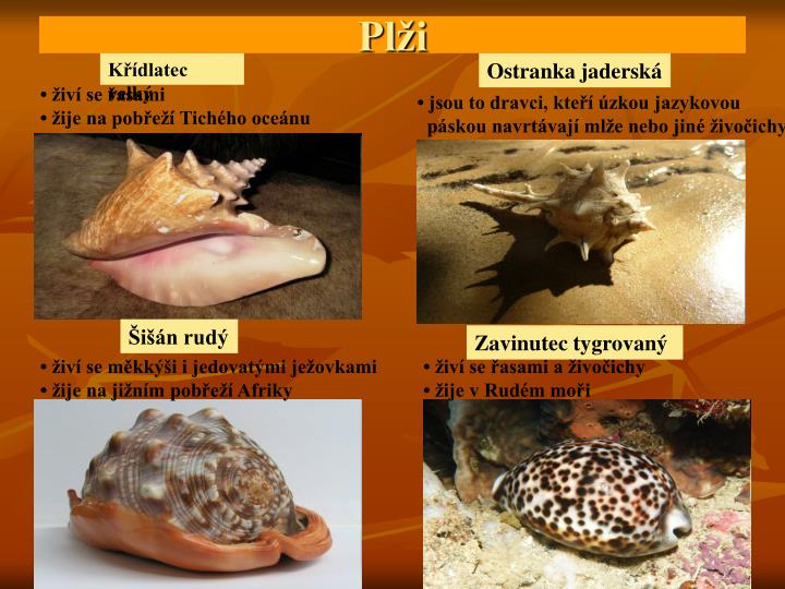 PPT - Třída:Plži PowerPoint Presentation - ID:4646698