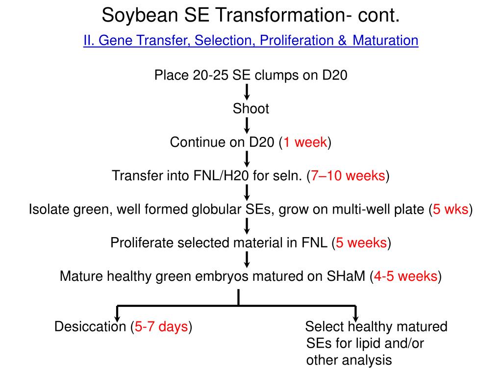PPT - Optimizing Soybean Somatic Embryo Transformation and Germination ...