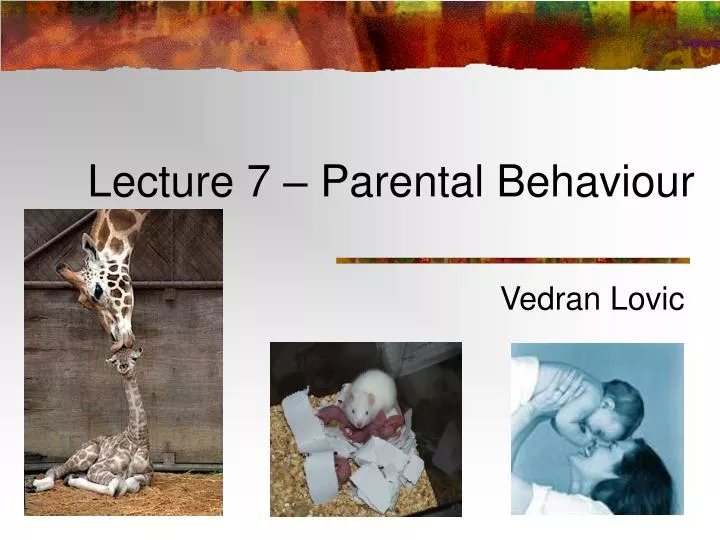 PPT - Lecture 7 – Parental Behaviour PowerPoint Presentation, free ...