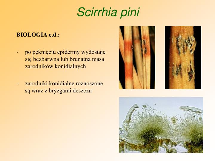 PPT - Scirrhia pini ( Mycosphaerella pini ) PowerPoint Presentation ...