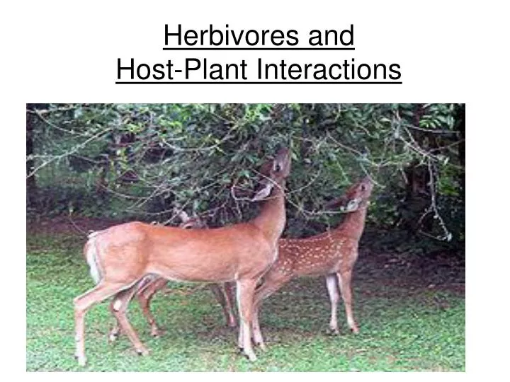 PPT - Herbivores and Host-Plant Interactions PowerPoint Presentation ...