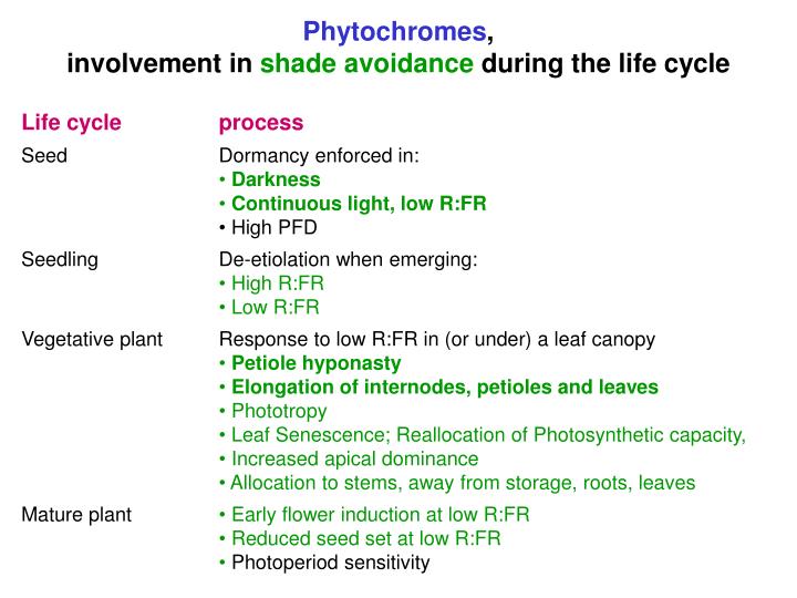 PPT - Role of Phytochromes in Shade Avoidance Ecophysiological and ...