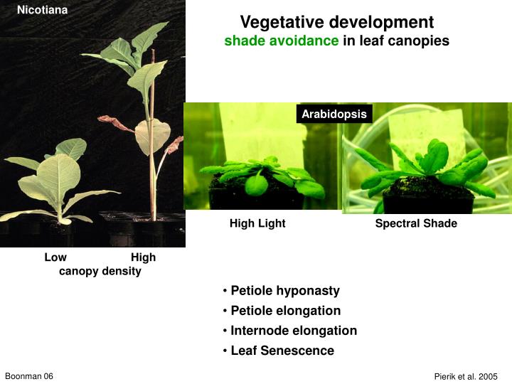 PPT - Role of Phytochromes in Shade Avoidance Ecophysiological and ...
