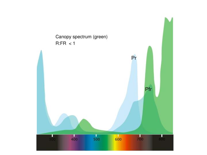 PPT - PHYTOCHROME PowerPoint Presentation - ID:4648469
