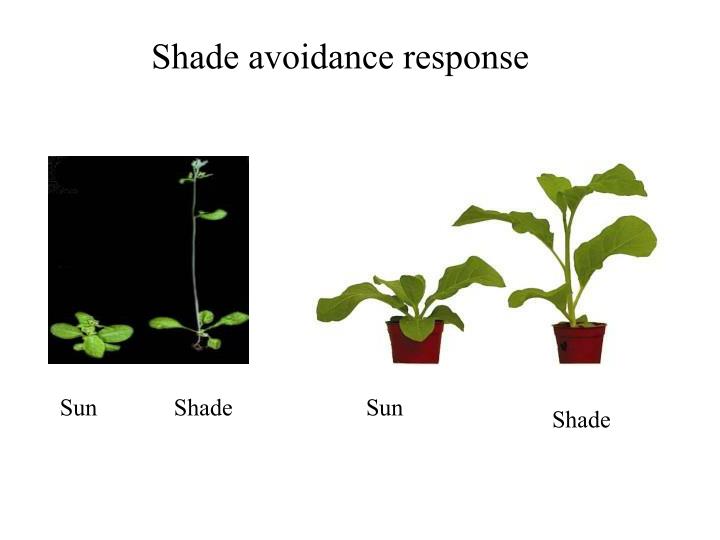 PPT - PHYTOCHROME PowerPoint Presentation - ID:4648469