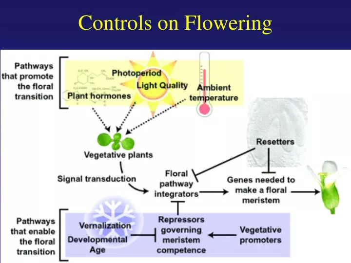 PPT - Controls on Flowering PowerPoint Presentation, free download - ID ...