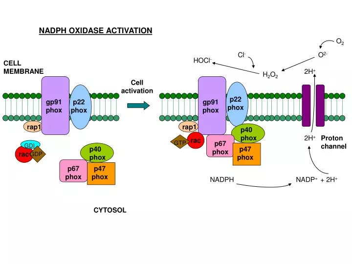 PPT - NADPH OXIDASE ACTIVATION PowerPoint Presentation, free download ...