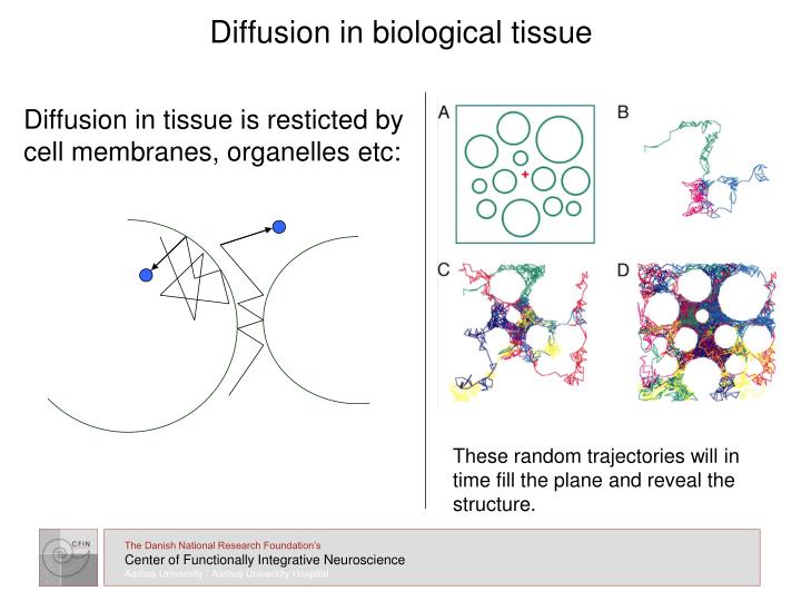 PPT - Diffusion weighted MRI PowerPoint Presentation - ID:4649427
