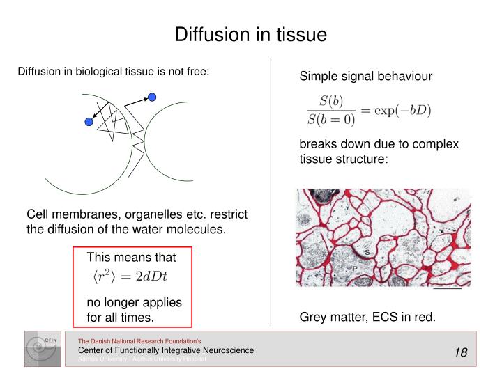 PPT - Diffusion weighted MRI PowerPoint Presentation - ID:4649427