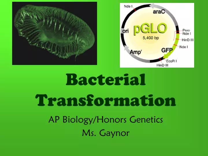 PPT - Bacterial Transformation PowerPoint Presentation, free download ...