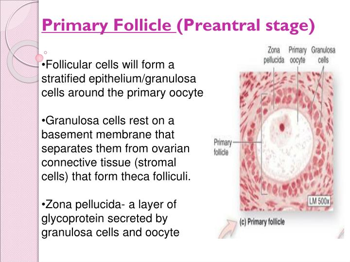 PPT - OOGENESIS PowerPoint Presentation - ID:4649674