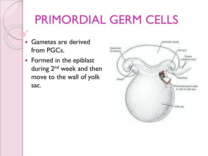 PPT - OOGENESIS PowerPoint Presentation - ID:4649674