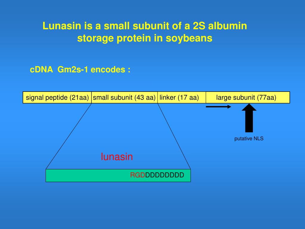 PPT - Investigating the role of an anti-mitotic soybean peptide ...