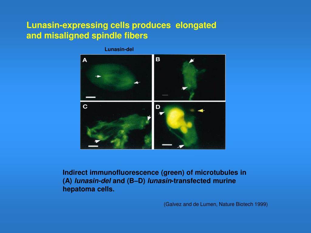 PPT - Investigating the role of an anti-mitotic soybean peptide ...