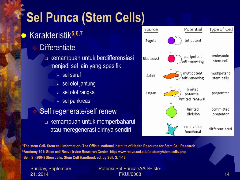 PPT - POTENSI SEL PUNCA (STEM CELL) UNTUK MEMPERBAIKI CACAT LAHIR DI ...